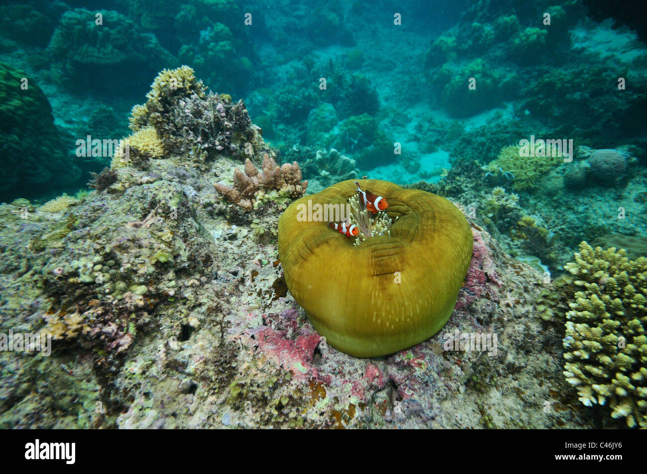 Clownfish with Anemone on Coral Reef Stock Photo - Alamy