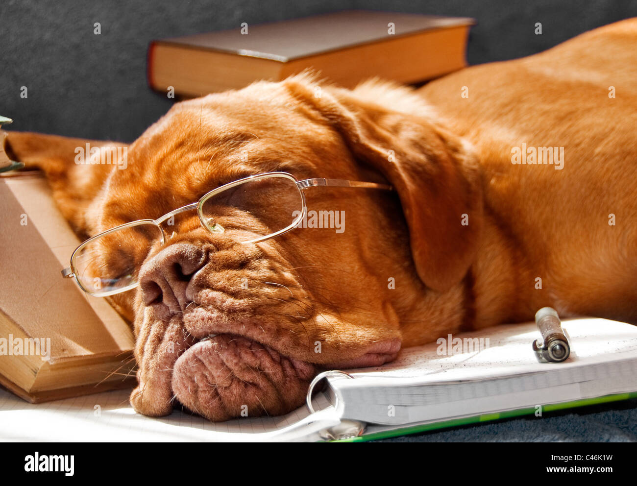 Tired Puppy Studying