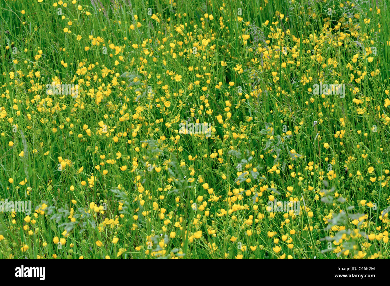 Yellow flowers in the spring meadow Stock Photo - Alamy