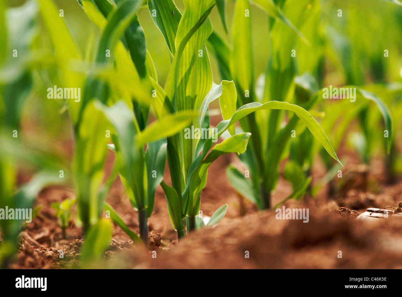 Corn seedlings hi-res stock photography and images - Alamy
