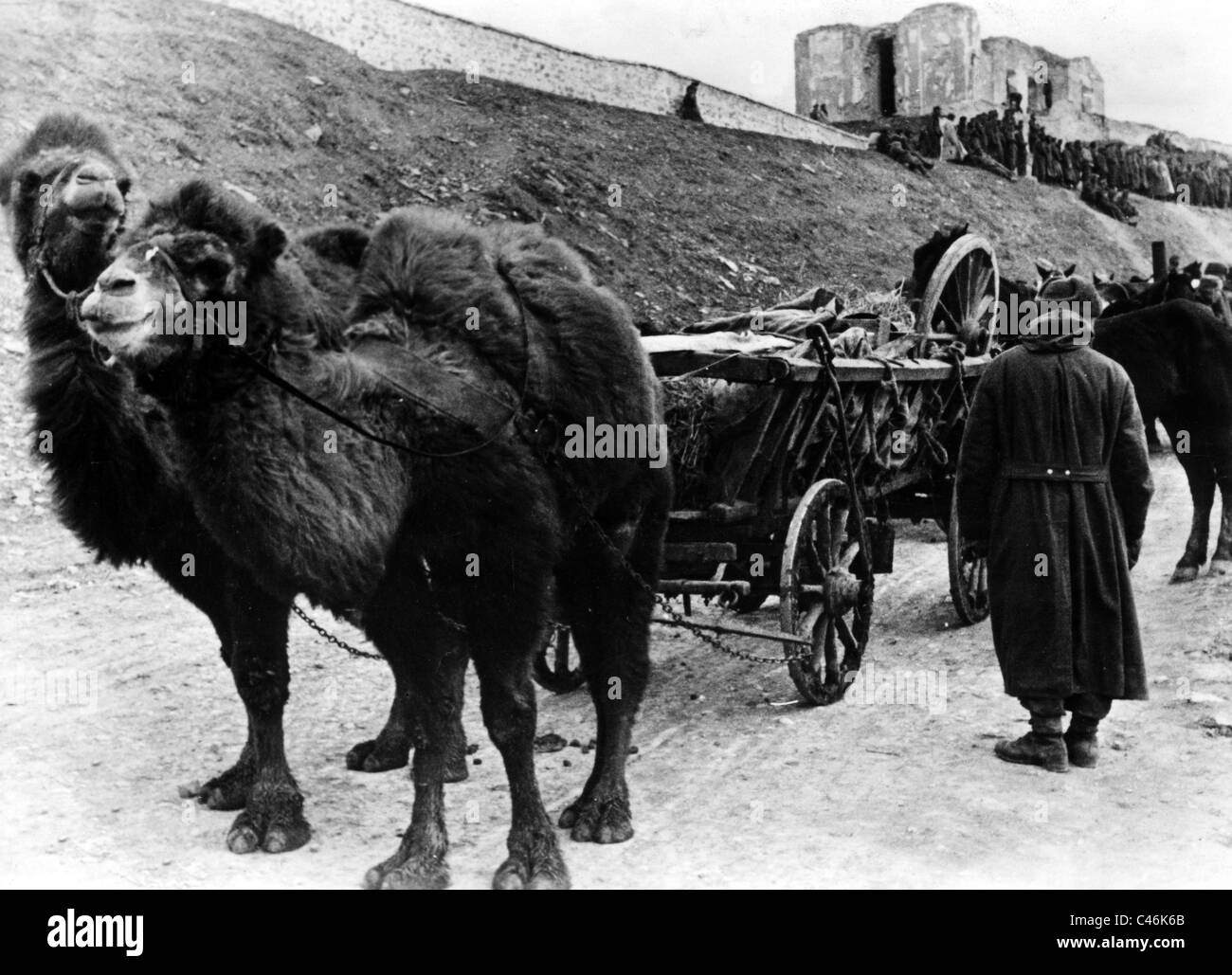 Kalmyk wwii hi-res stock photography and images - Alamy