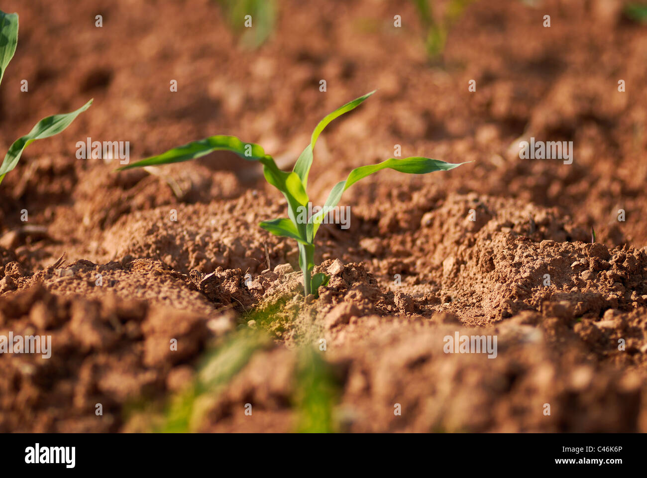 Corn seedling in Georgia red clay Stock Photo - Alamy