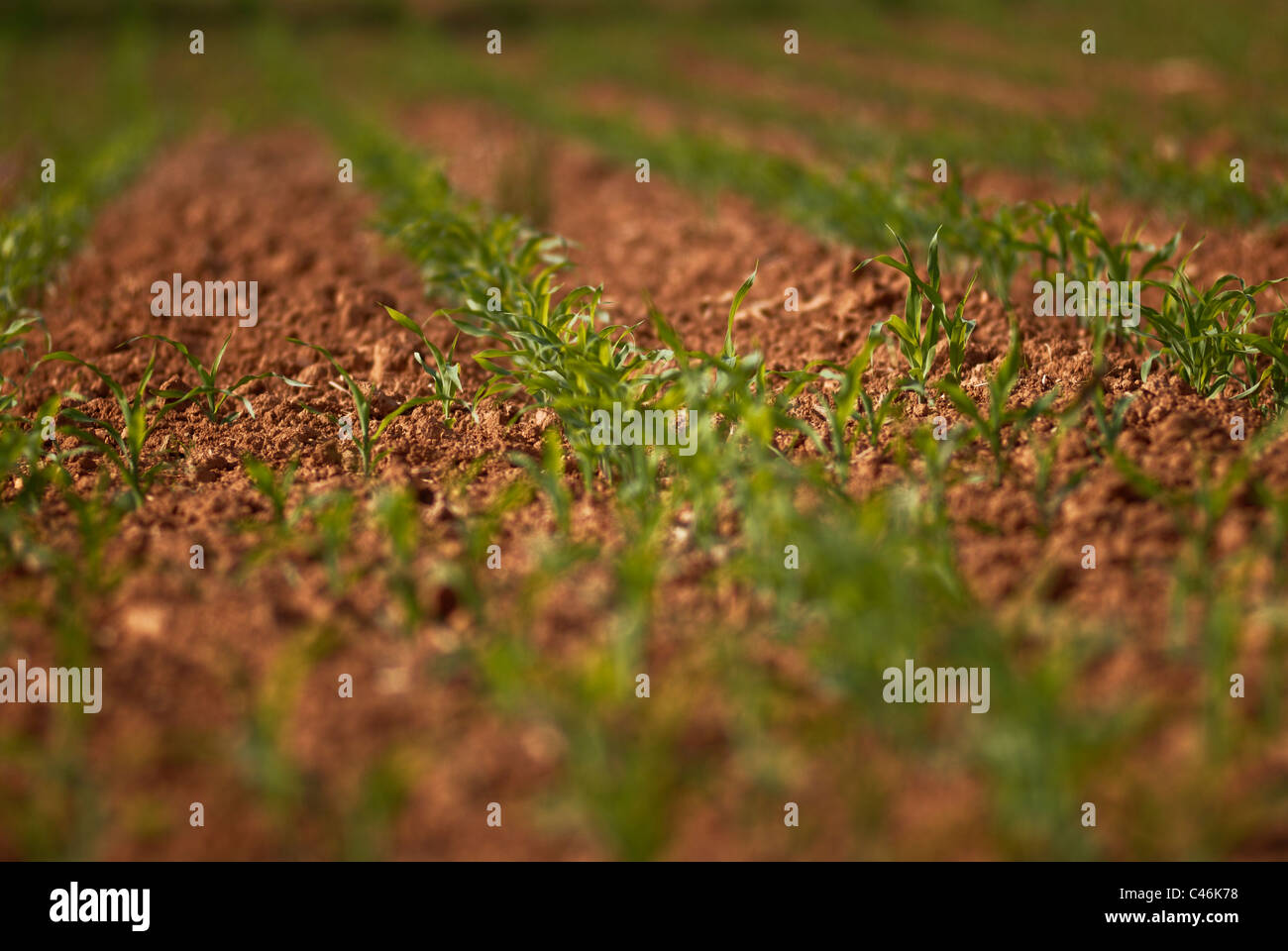 Corn seedlings in Georgia red clay Stock Photo - Alamy