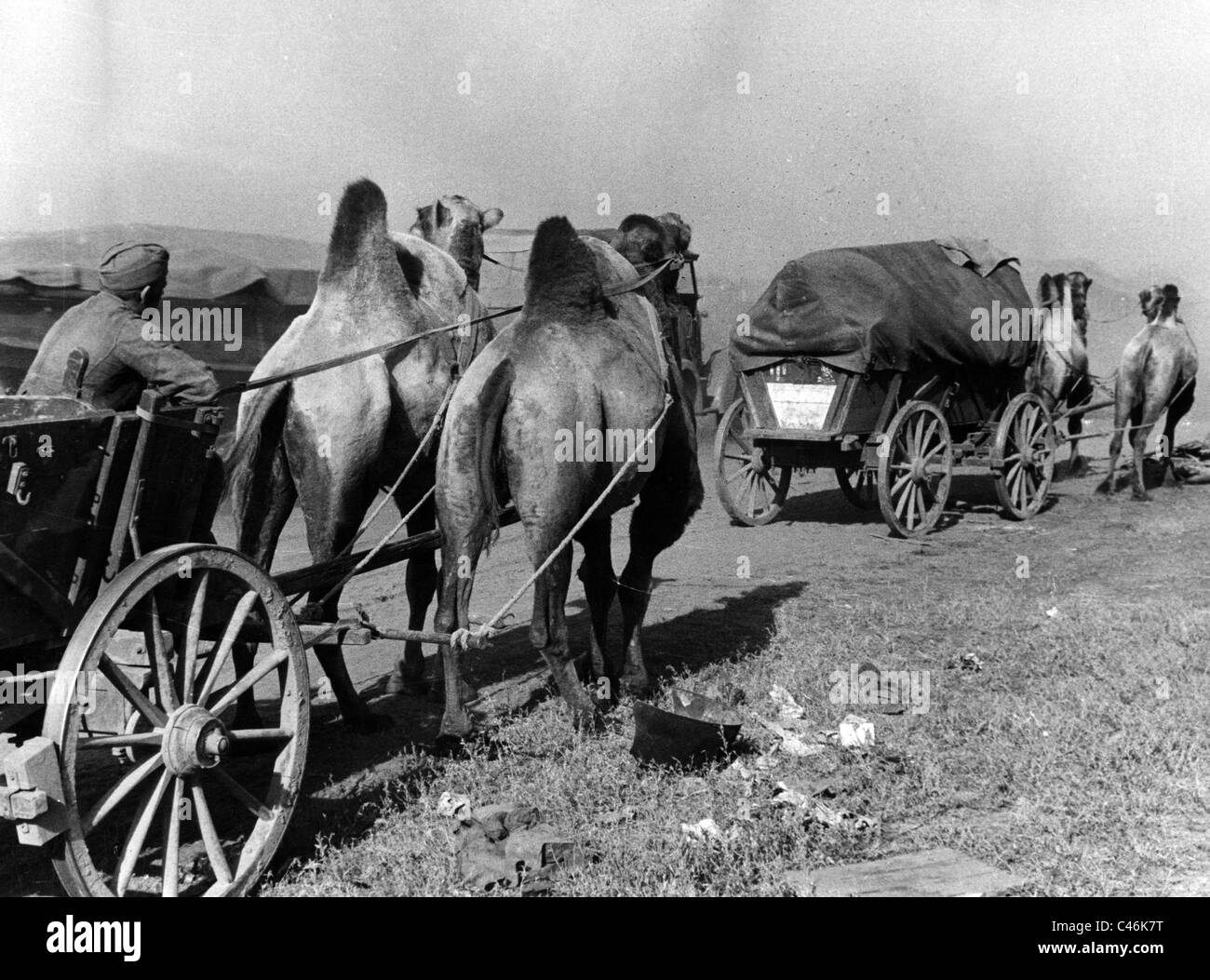 Second World War: German soldiers operating in the Kalmyk steppe ...