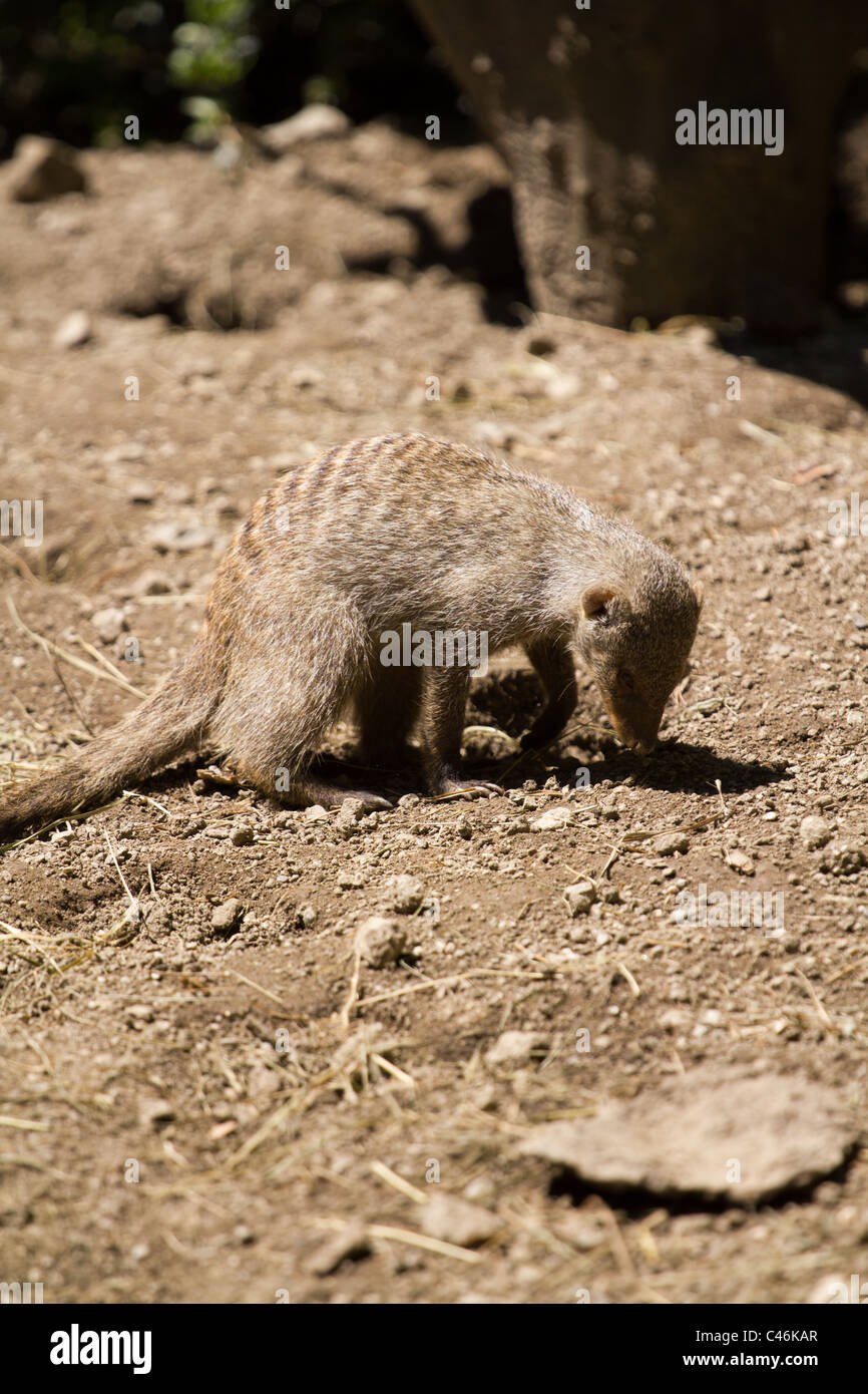 African mongoose hi-res stock photography and images - Alamy