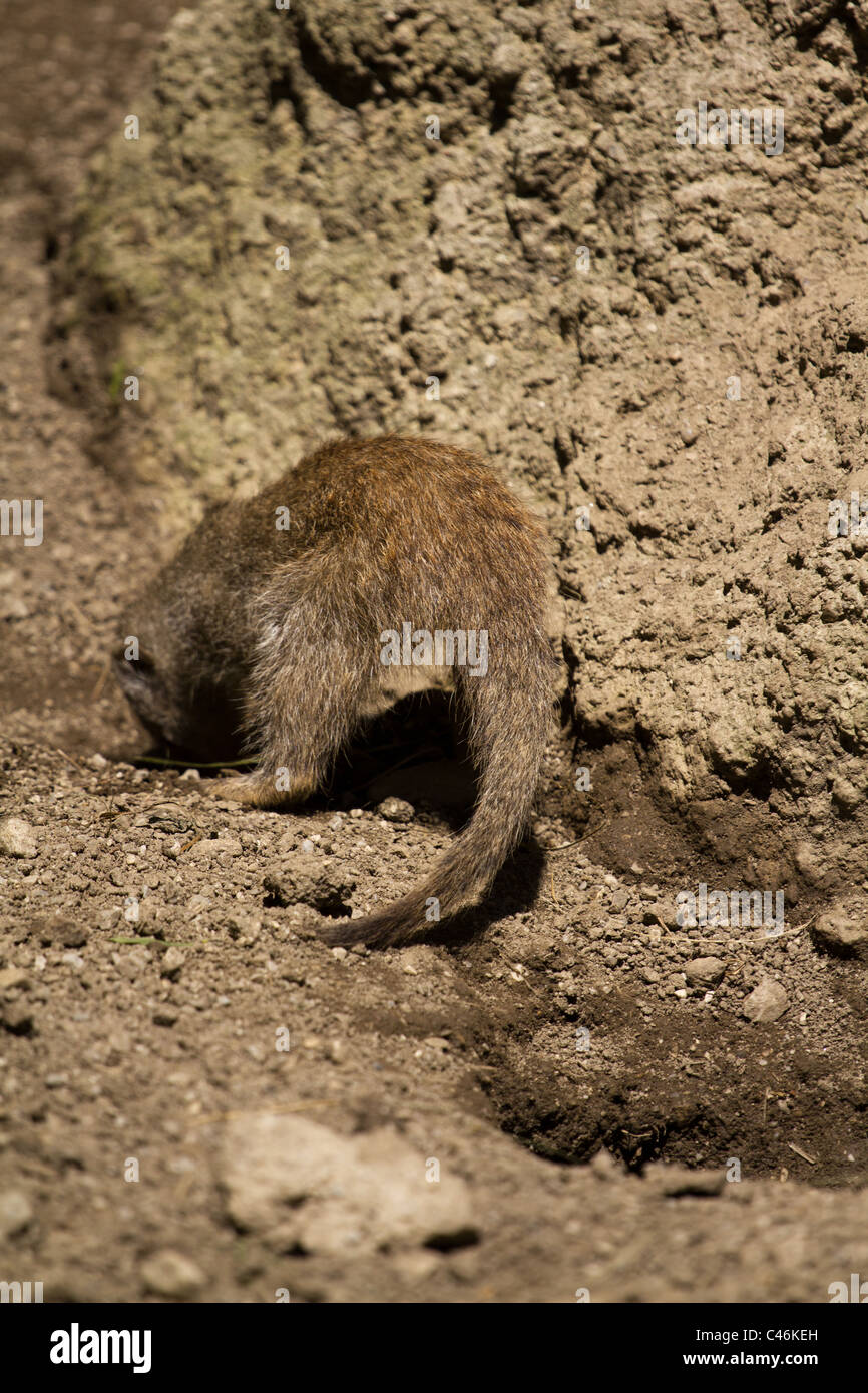 Banded wildlife hi-res stock photography and images - Alamy