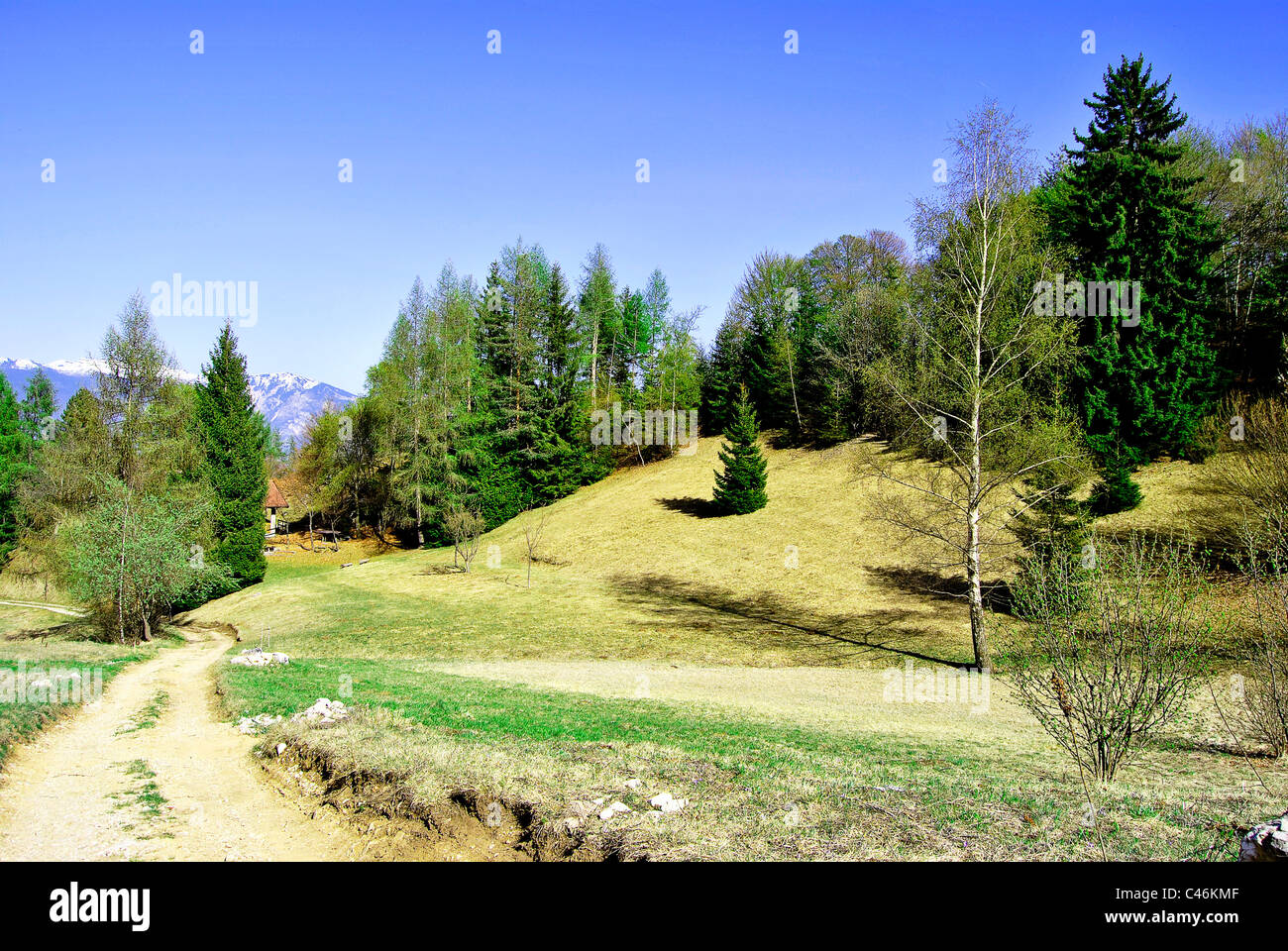 meadows and woods in the spring in the Italian Alps Stock Photo - Alamy