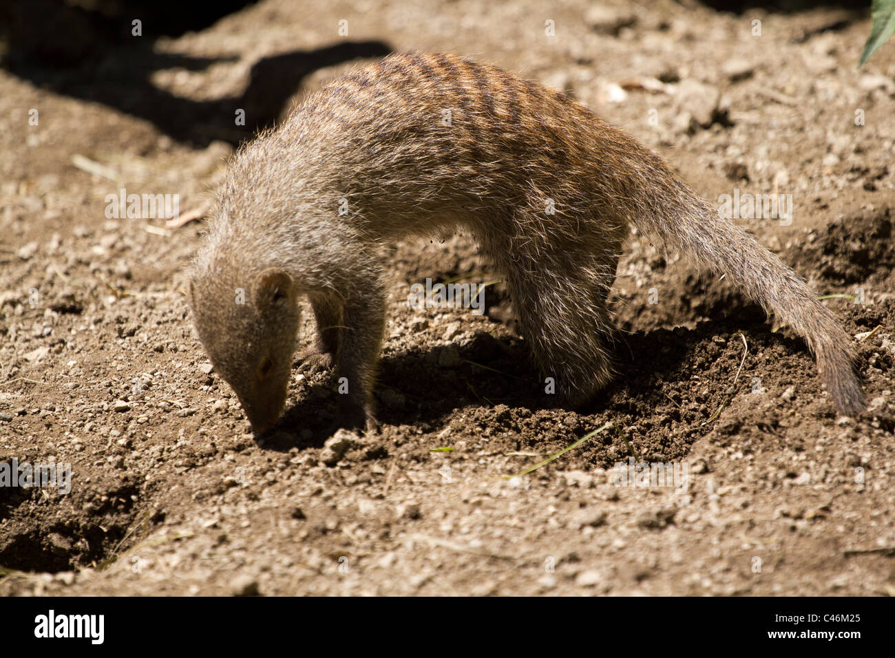 African Banded Mongoose High Resolution Stock Photography and Images ...