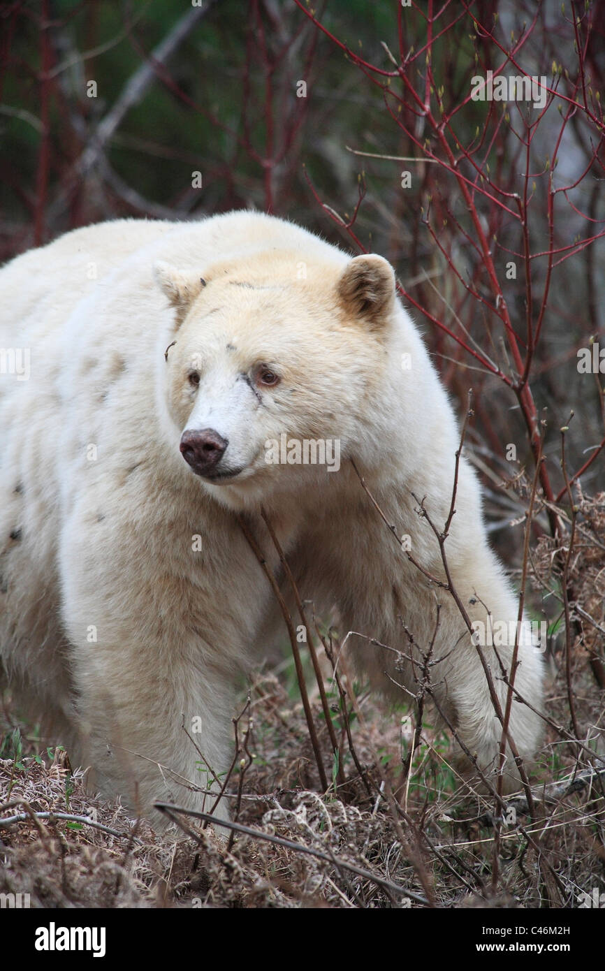 Spirit bears british columbia hi-res stock photography and images - Alamy