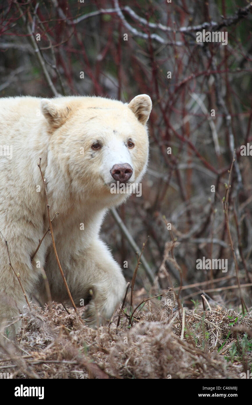 Spirit bear hi-res stock photography and images - Alamy