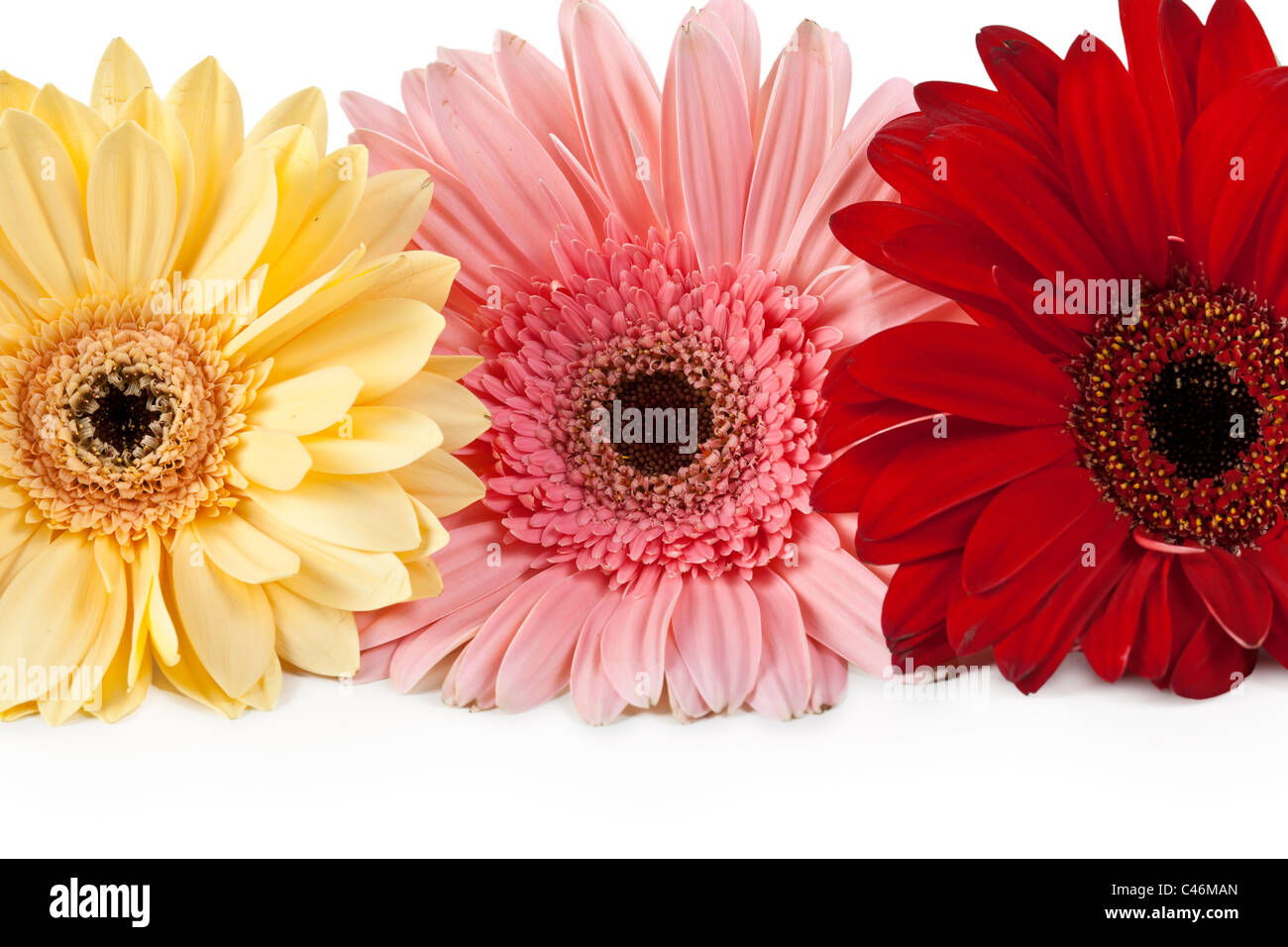 three gerbera arranged in a row on a white background Stock Photo - Alamy