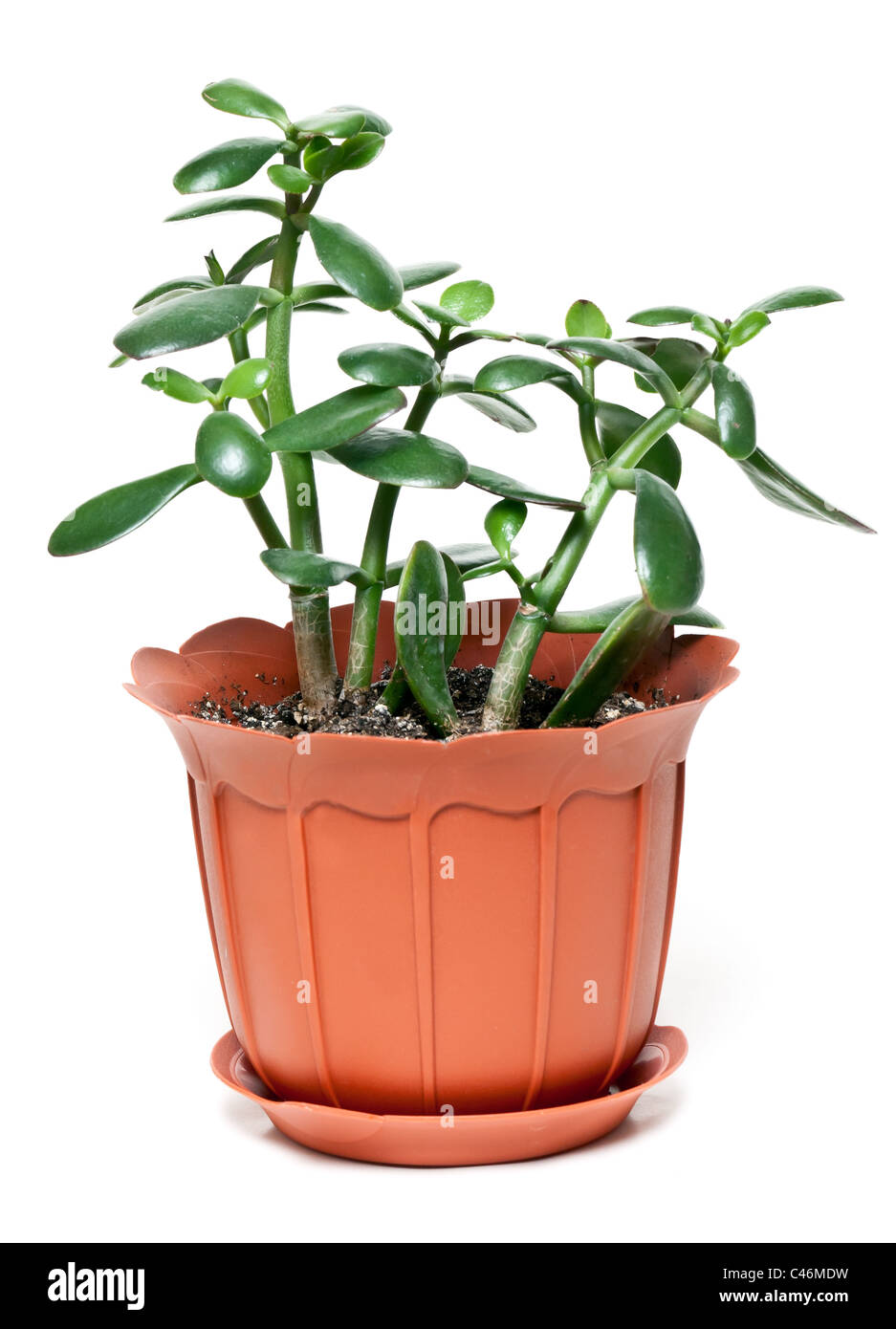money tree in brown plastic pot on a white background Stock Photo - Alamy