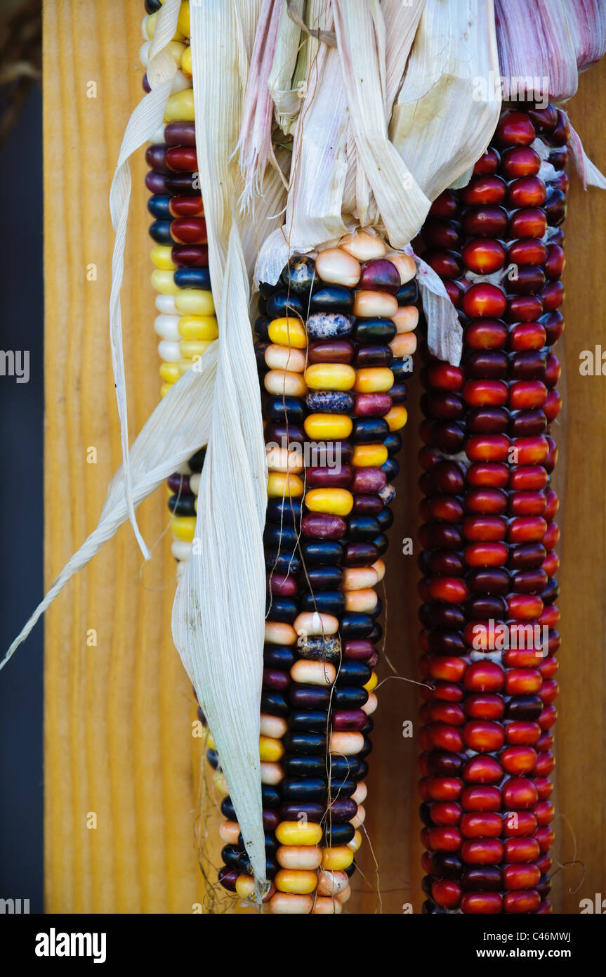 Corn grows at the PEAS Farm in Missoula, Montana. Along with a variety ...