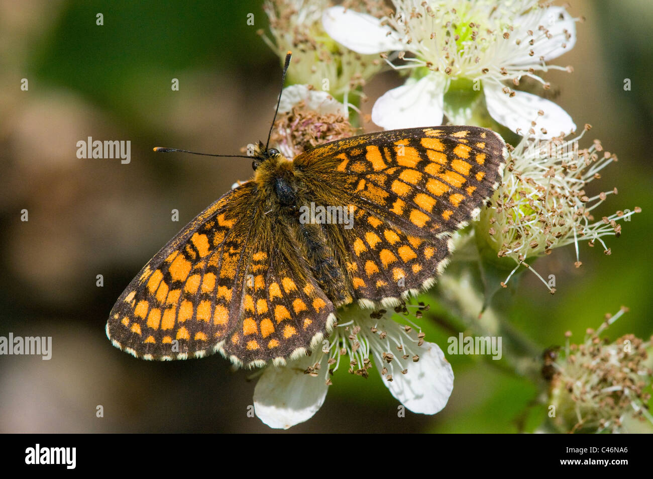 Heath fritillary butterfly Stock Photo - Alamy