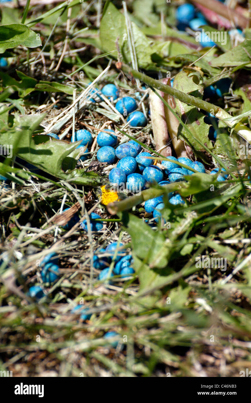 Spilled soybean seed coated in blue fungicide Stock Photo - Alamy