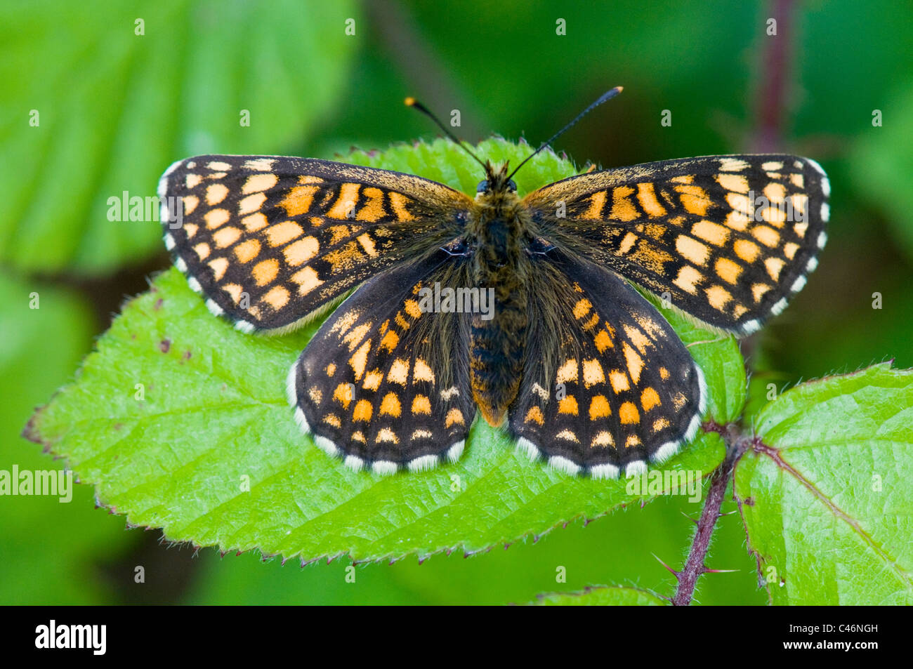 Heath fritillary butterfly Stock Photo - Alamy