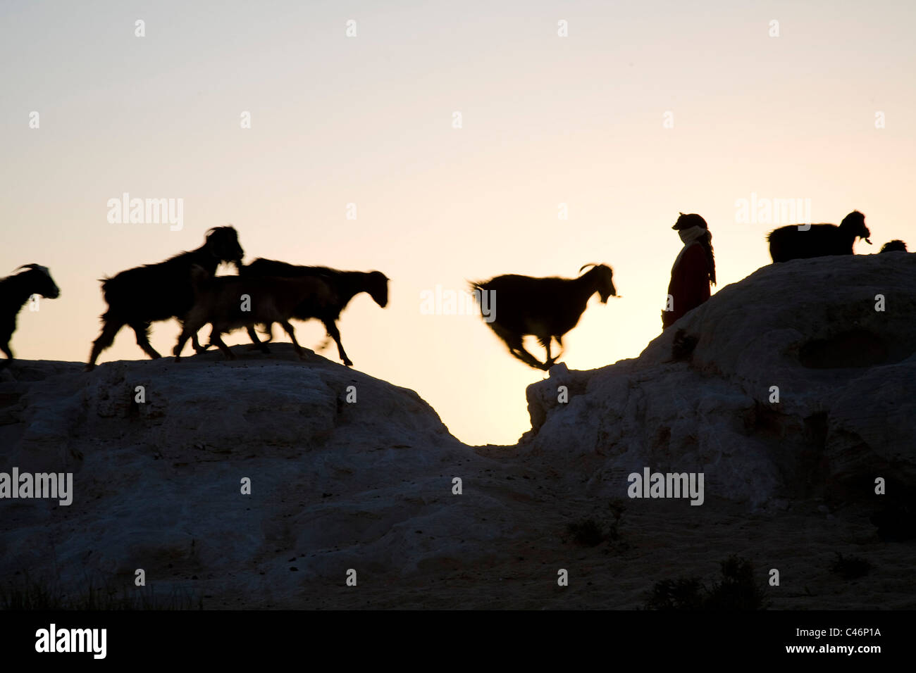 Photograph of a herd of goats in the Jordanian desert at sunrise Stock ...