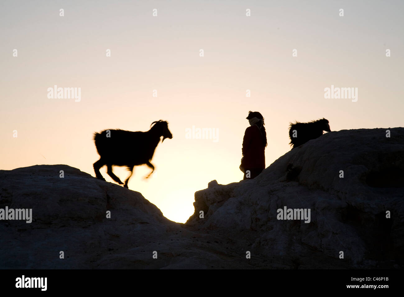 Photograph of a herd of goats in the Jordanian desert at sunrise Stock ...
