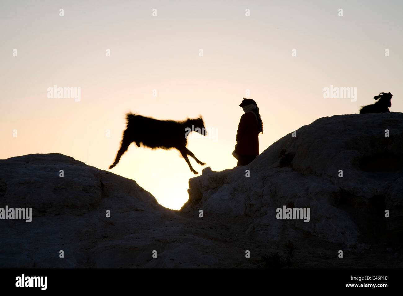 Photograph of a herd of goats in the Jordanian desert at sunrise Stock ...