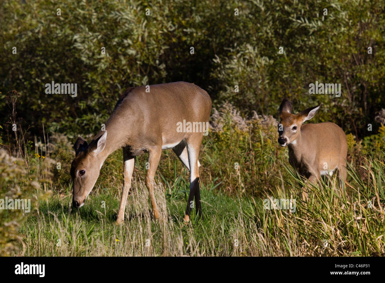 Follow deer hi-res stock photography and images - Alamy