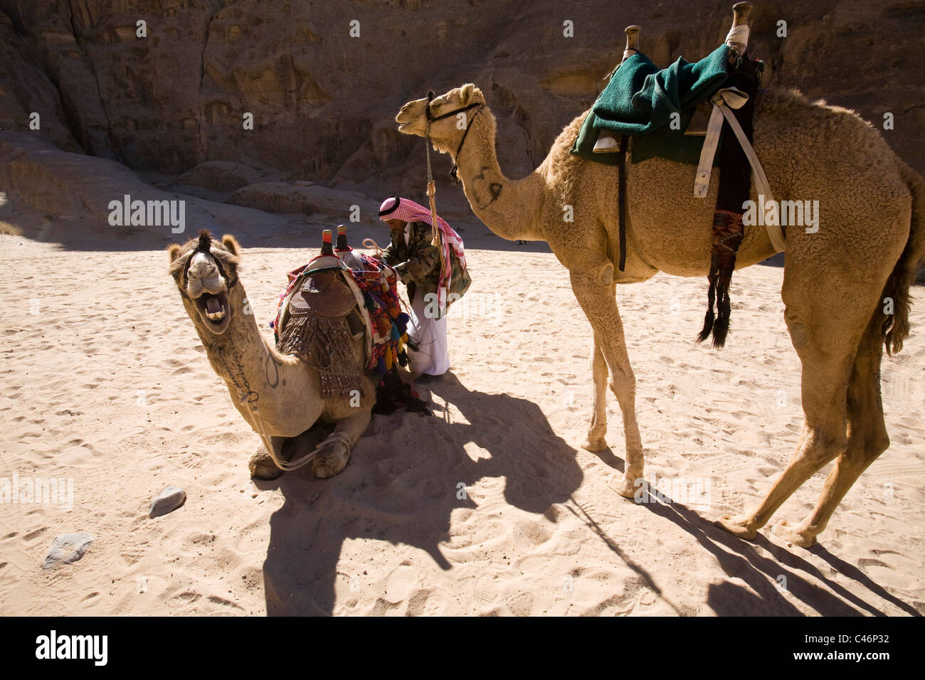 Photograph of camels in the Jordanian desert Stock Photo - Alamy