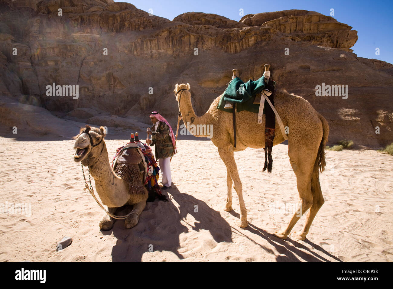Photograph of camels in the Jordanian desert Stock Photo - Alamy