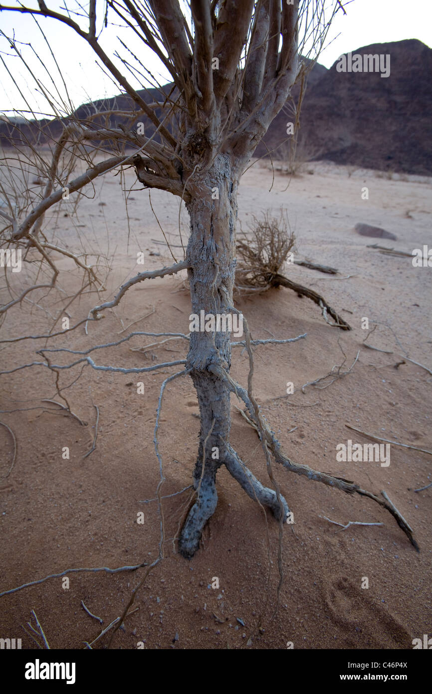 Abstract view of a tree in the Jordanian desert Stock Photo - Alamy