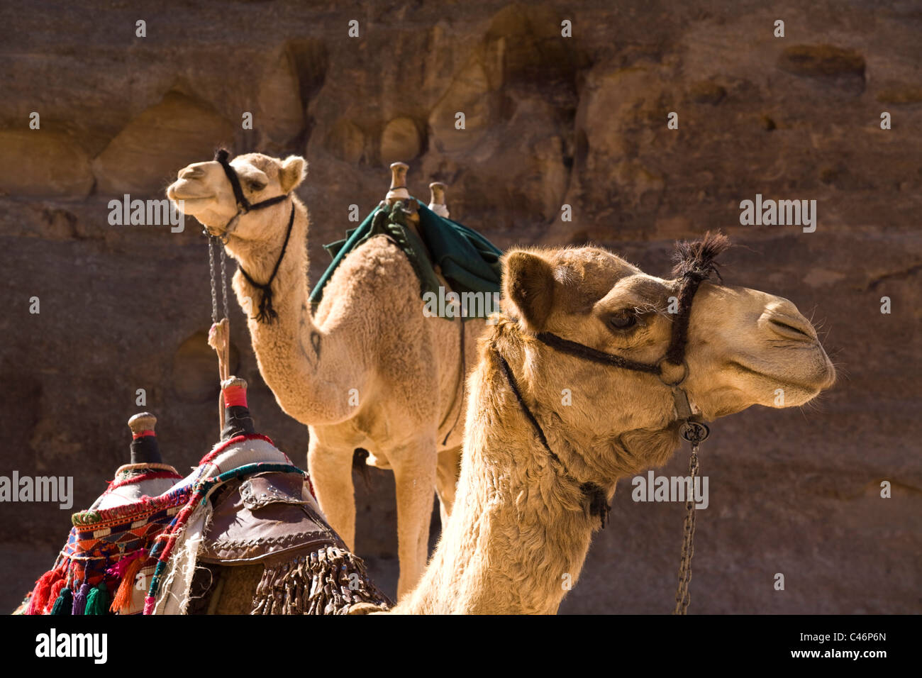 Photograph of camels in the Jordanian desert Stock Photo - Alamy