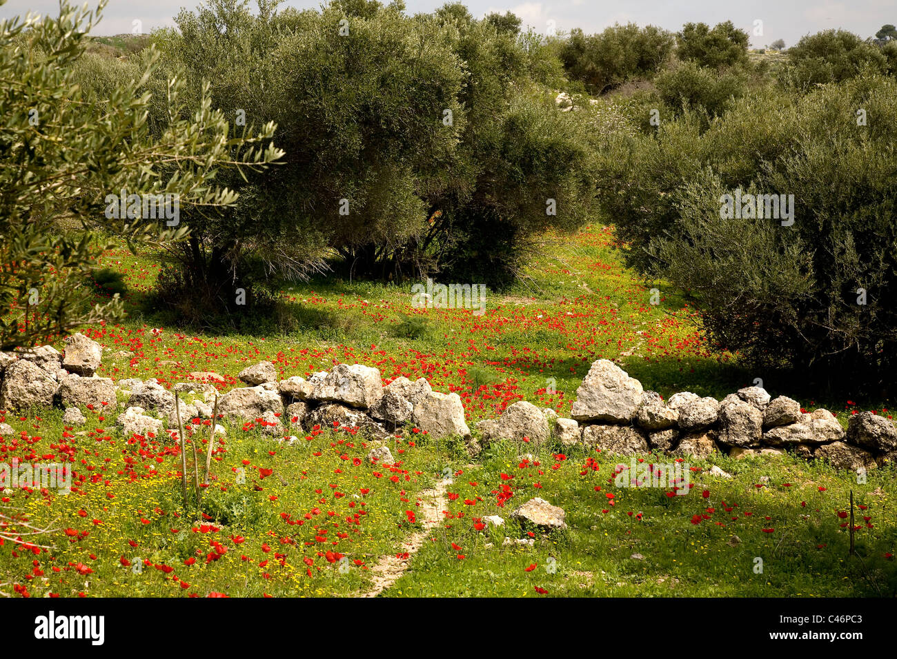 Terebinth tree hi-res stock photography and images - Alamy