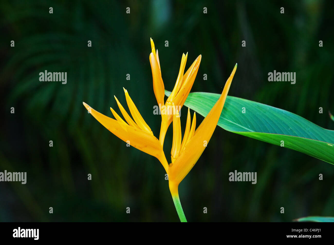 Heliconia family hi-res stock photography and images - Alamy