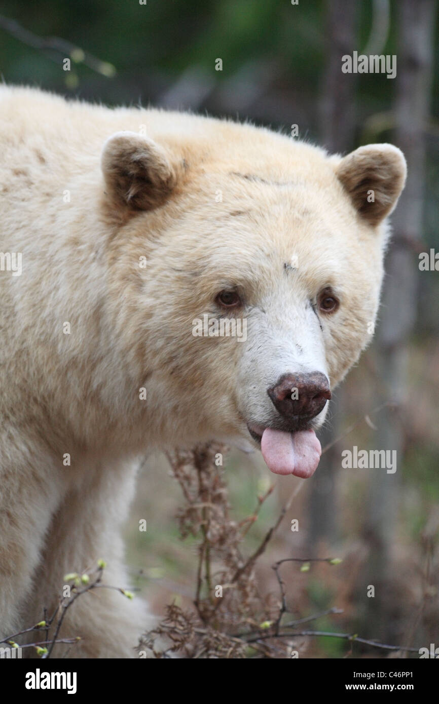 Kermode bear hi-res stock photography and images - Alamy