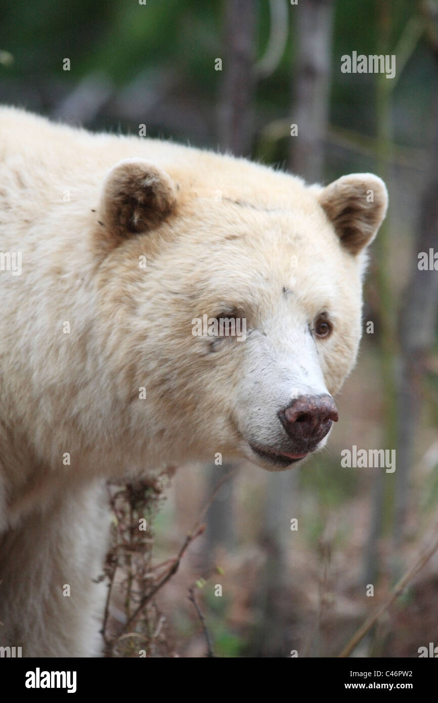Kermode bear hi-res stock photography and images - Alamy