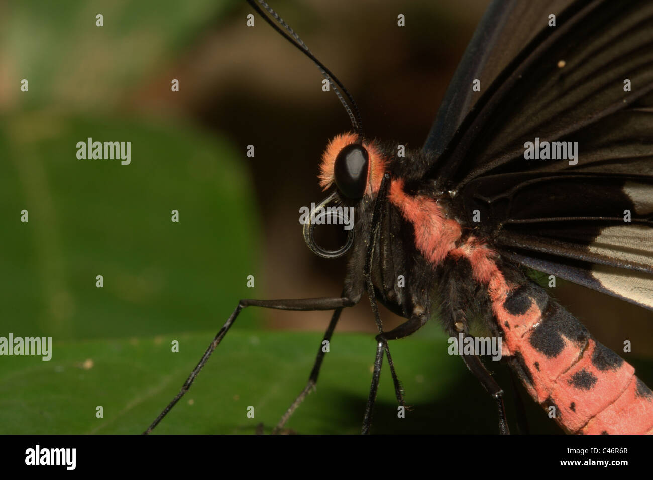 Swallowtail butterfly Common Rose, Pachliopta aristolochiae, Khao Sok ...