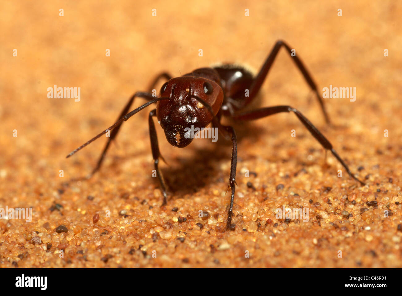 Sand dune ant Camponotus detritus, Namib desert, Namibia Stock Photo ...