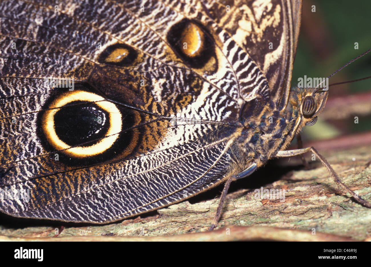 Giant Owl Moth, Caligo idomeneus, Venezuela Stock Photo - Alamy