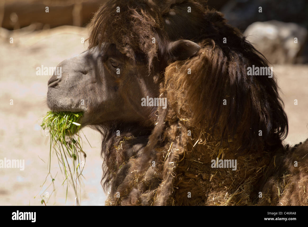 Camel Eating Grass High Resolution Stock Photography and Images - Alamy