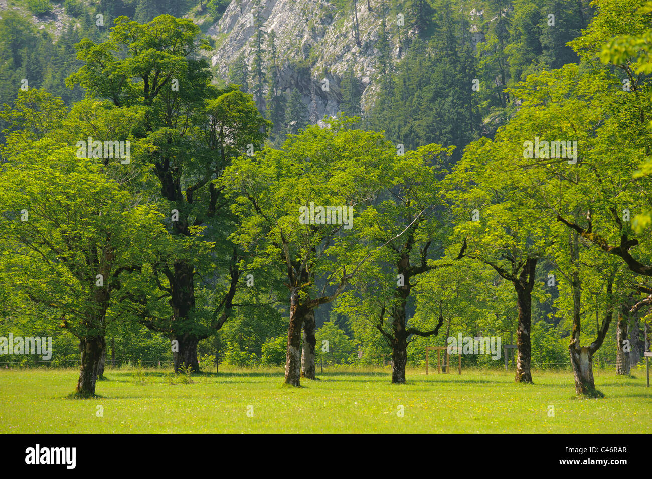 Springtime maple tree hi-res stock photography and images - Alamy