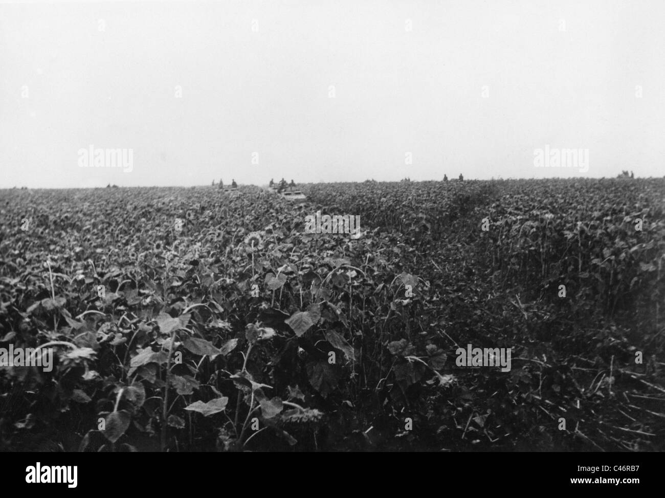 Wwii battle of caucasus soviet hi-res stock photography and images - Alamy