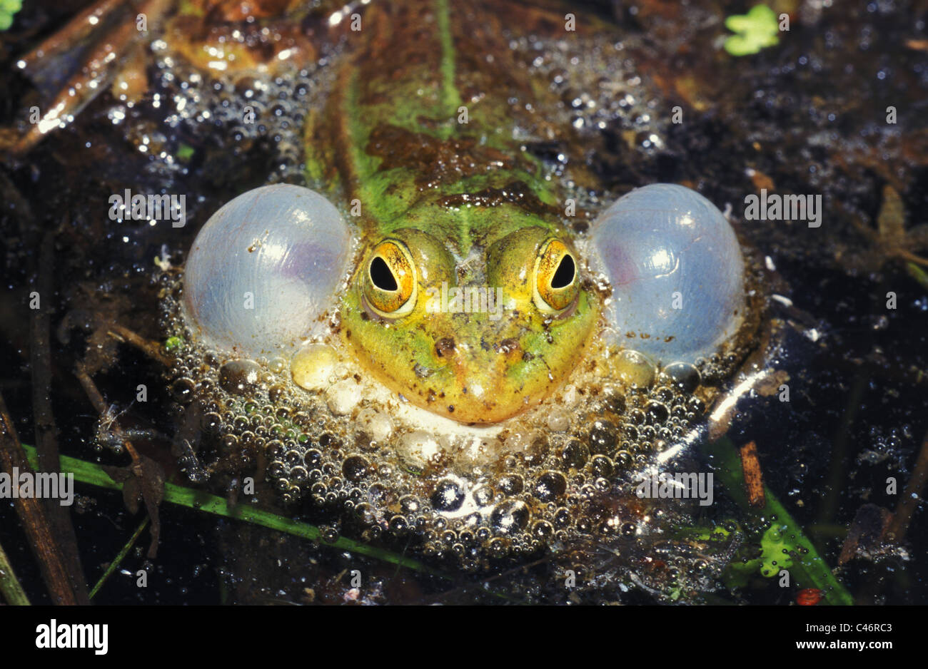 Croak frog hi-res stock photography and images - Alamy