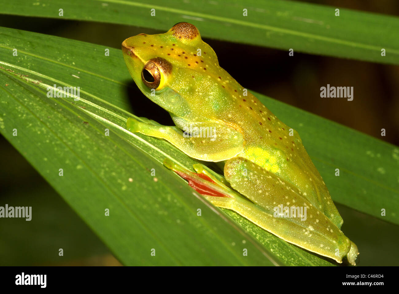 Malayan flying frog hi-res stock photography and images - Alamy