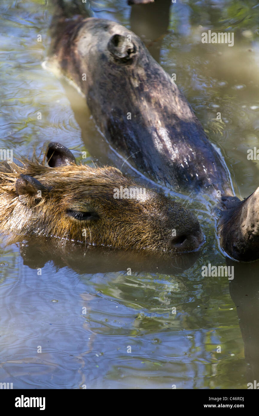 Capybara meat hi-res stock photography and images - Alamy