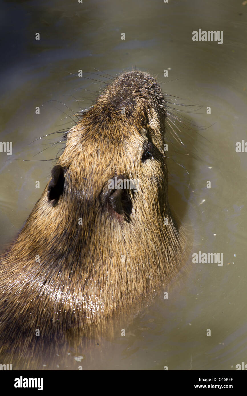 Capybara meat hi-res stock photography and images - Alamy