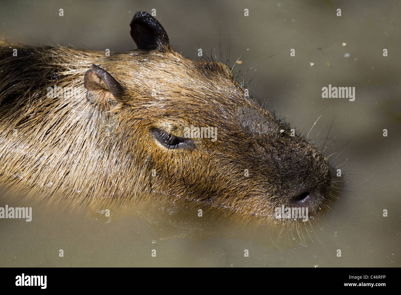 Capybara meat hi-res stock photography and images - Alamy