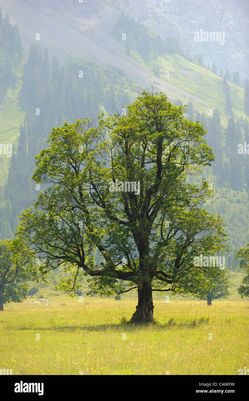 single maple tree isolated at meadow in springtime in Germany, Bavaria ...