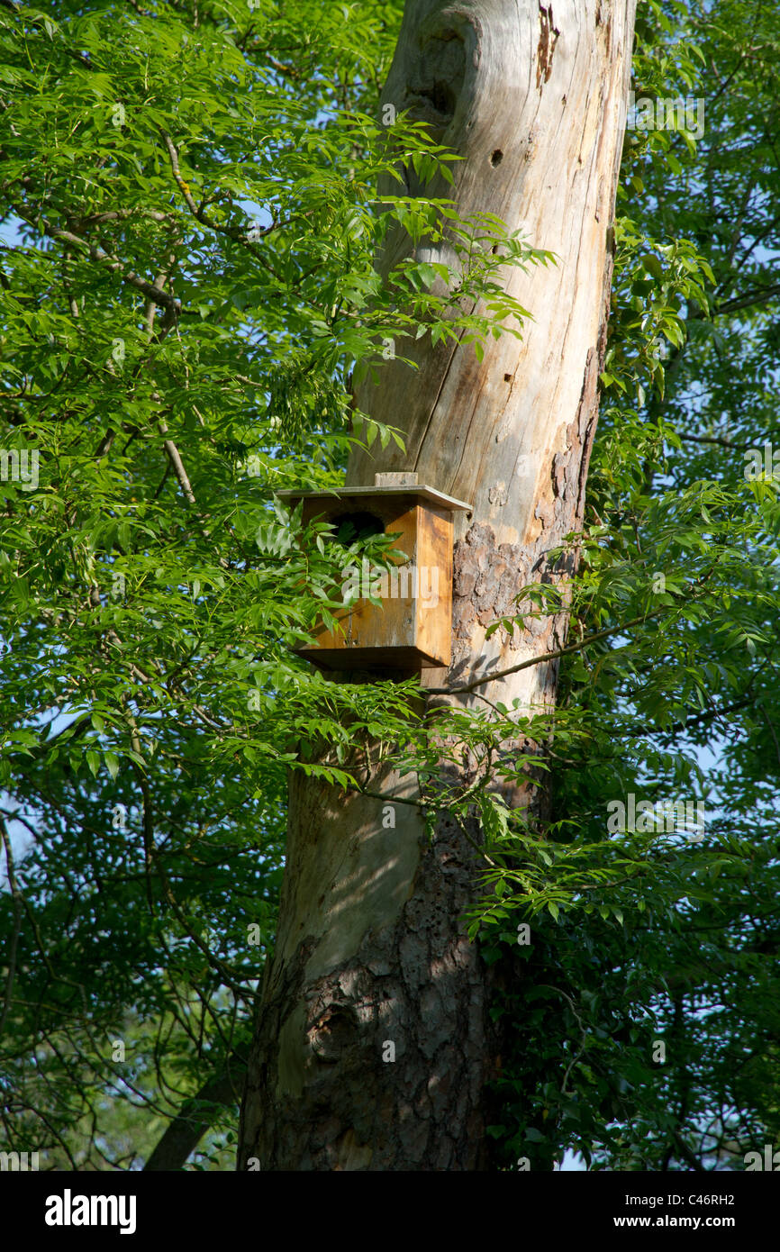 Nestbox hi-res stock photography and images - Alamy
