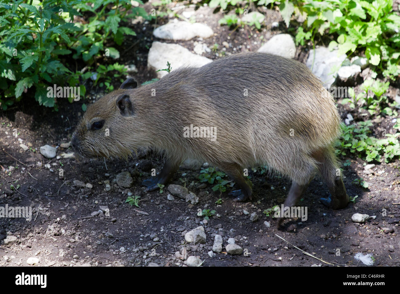 Capybara meat hi-res stock photography and images - Alamy