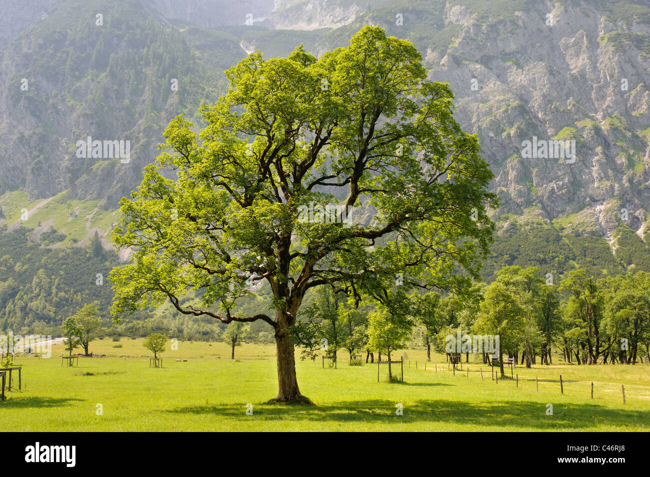 Springtime maple tree hi-res stock photography and images - Alamy