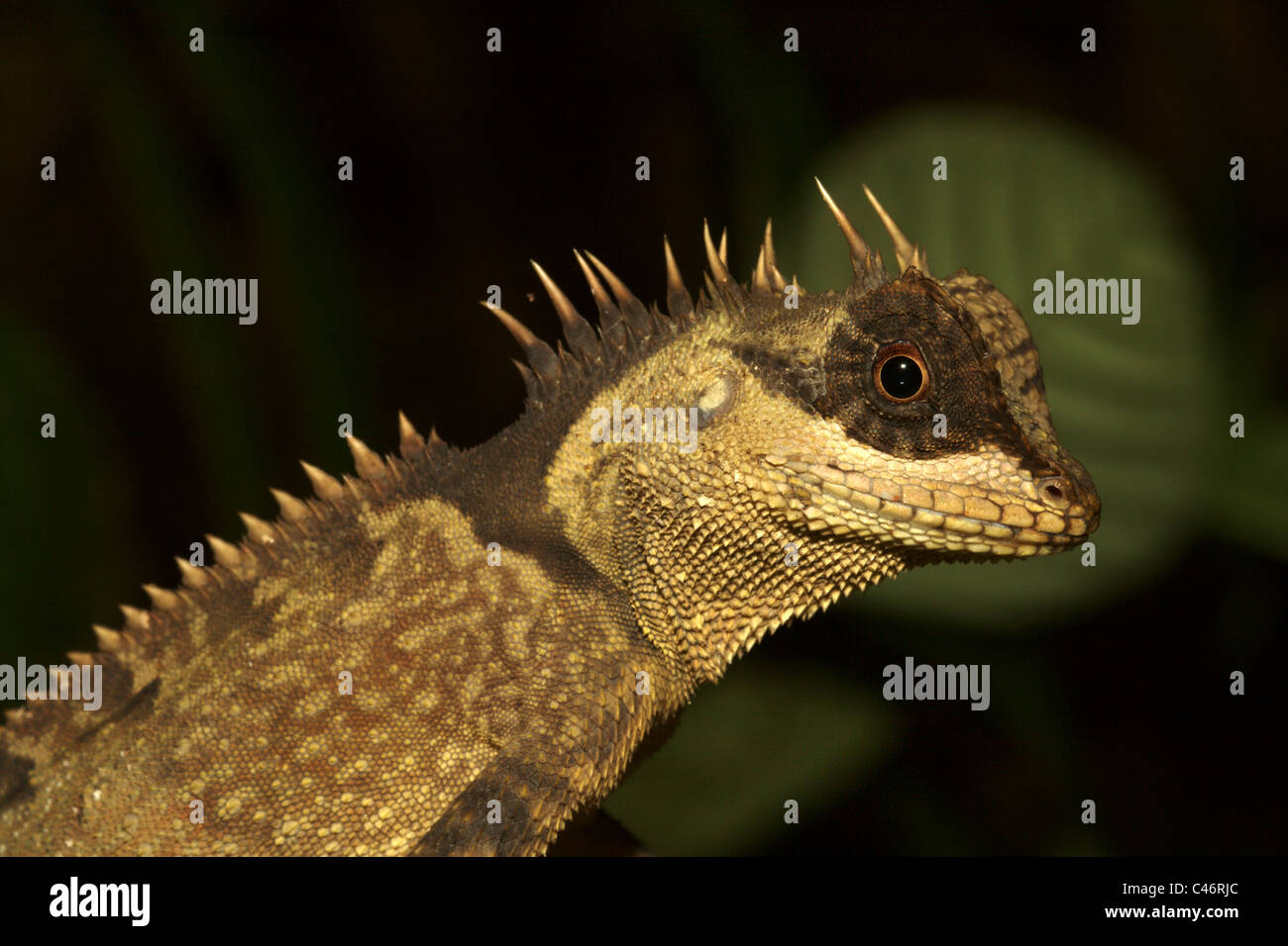 Mountain horned agama hi-res stock photography and images - Alamy