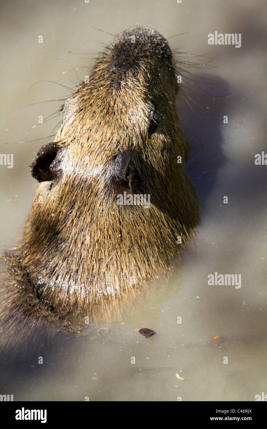 Capybara meat hi-res stock photography and images - Alamy
