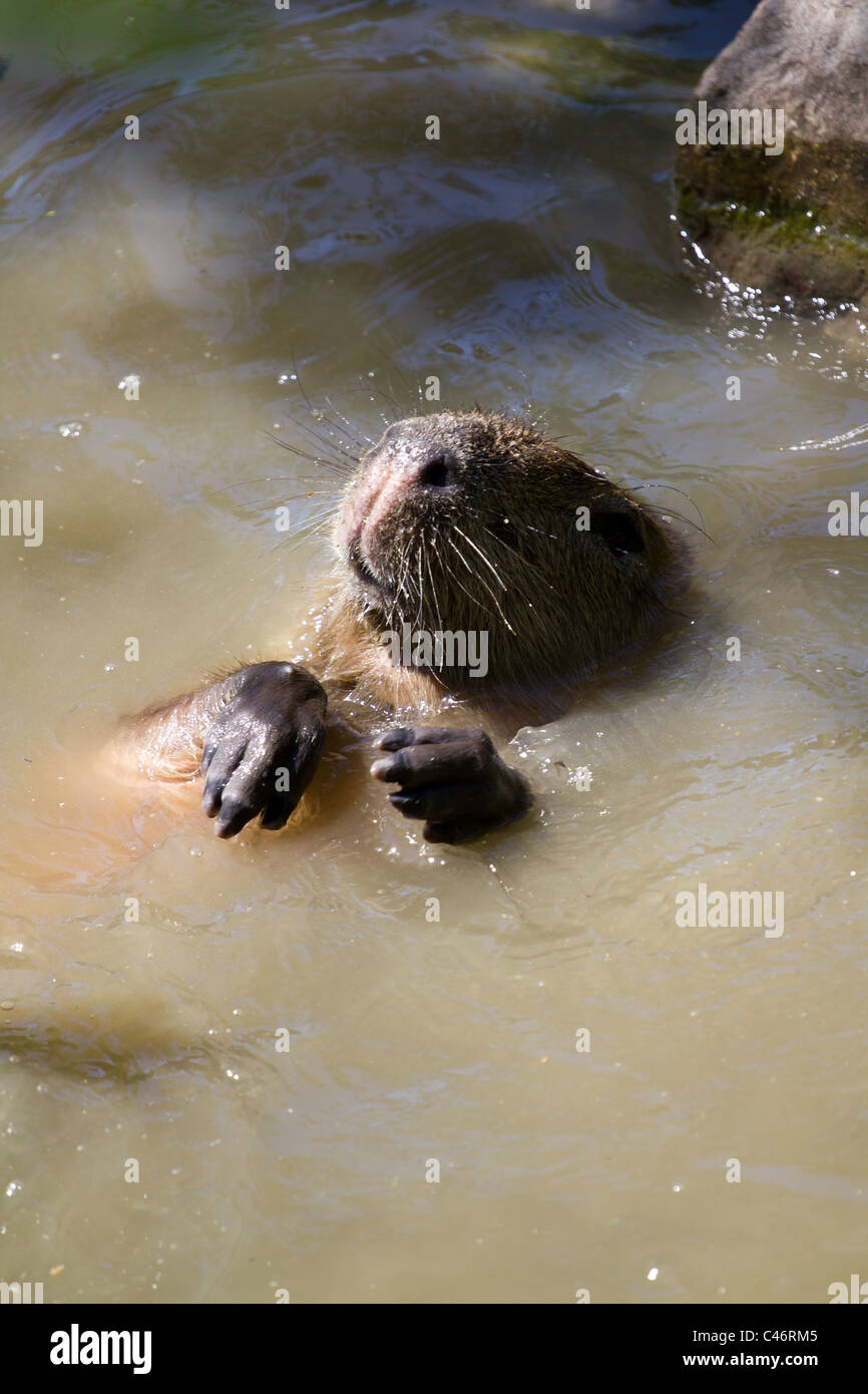 Capybara meat hi-res stock photography and images - Alamy